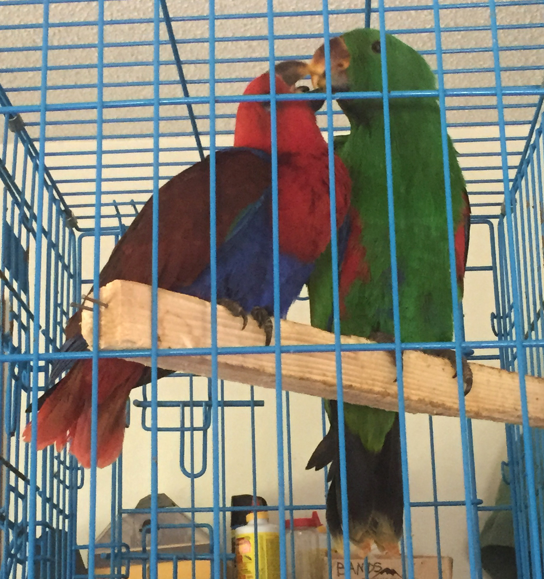 Available Young Eclectus | Laurella Desborough's Eclectus Centre