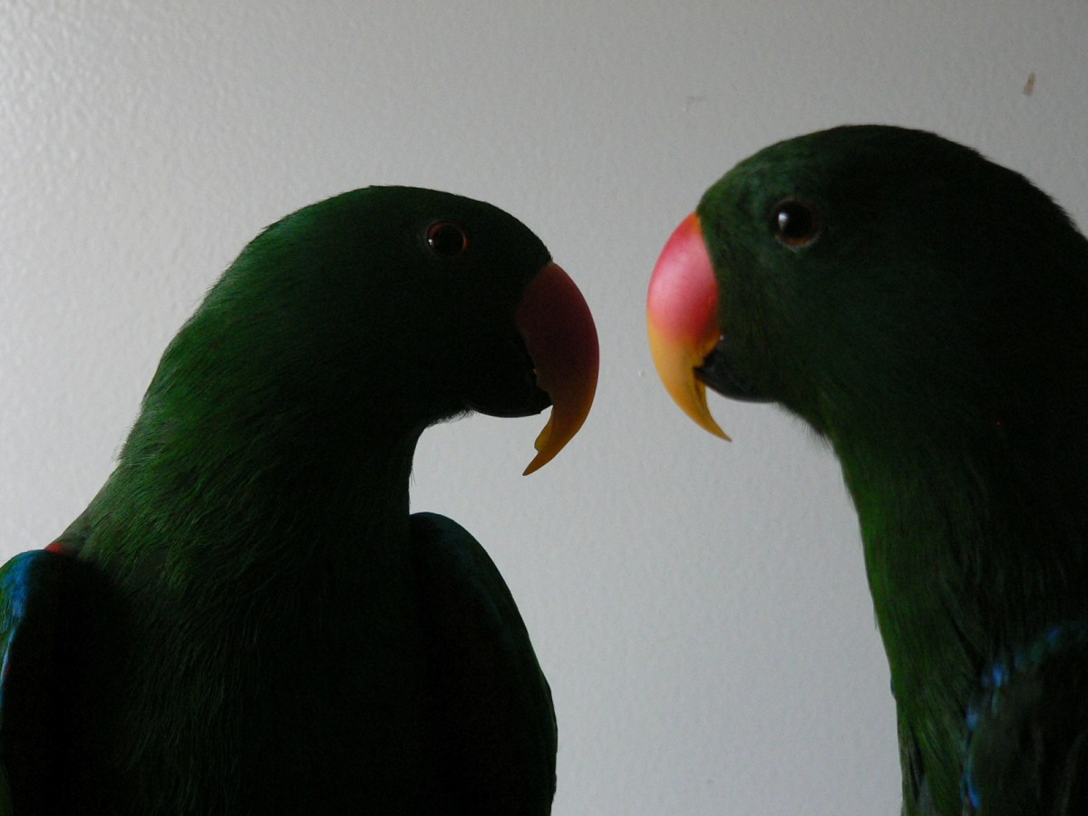 Eclectus Subspecies Identification | Laurella Desborough's Eclectus Centre