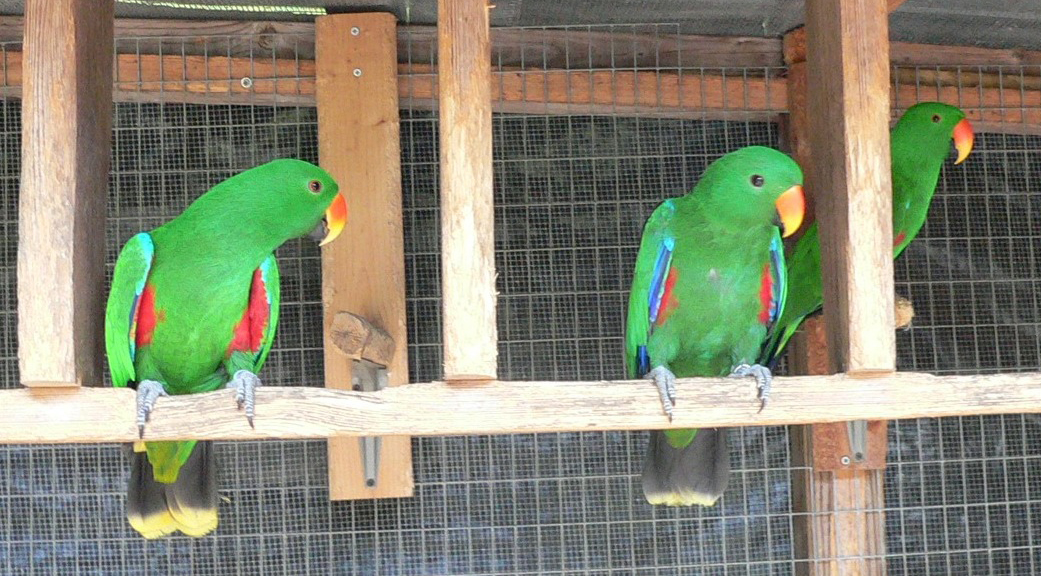 Gallery | Laurella Desborough's Eclectus Centre