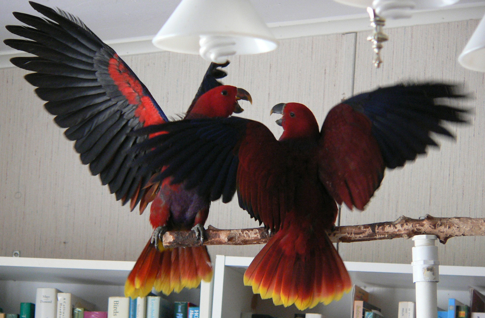 Gallery | Laurella Desborough's Eclectus Centre
